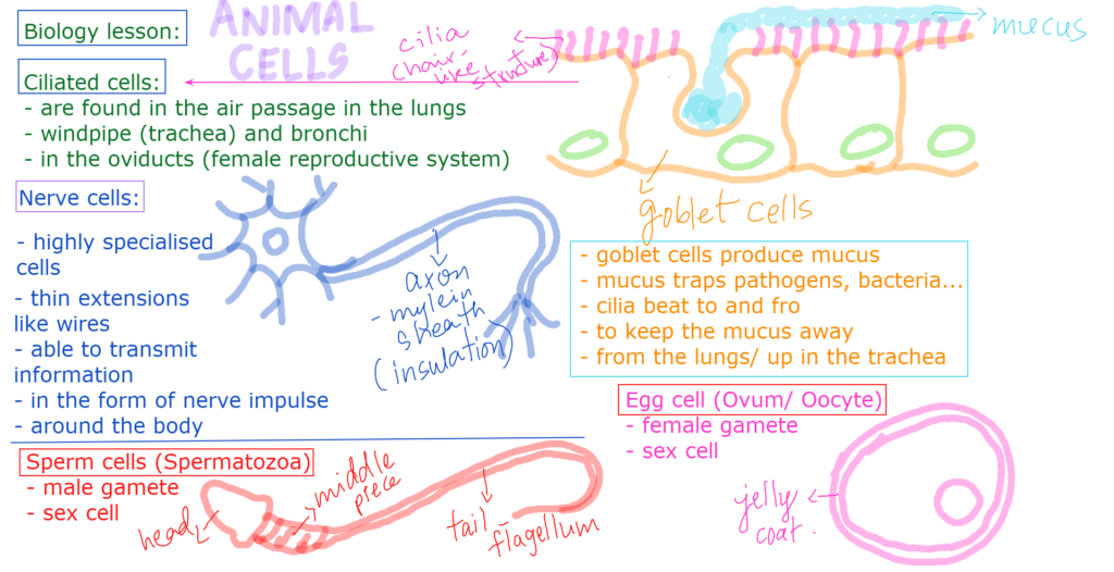 Animal cells - Specialized cells - Your Science Online